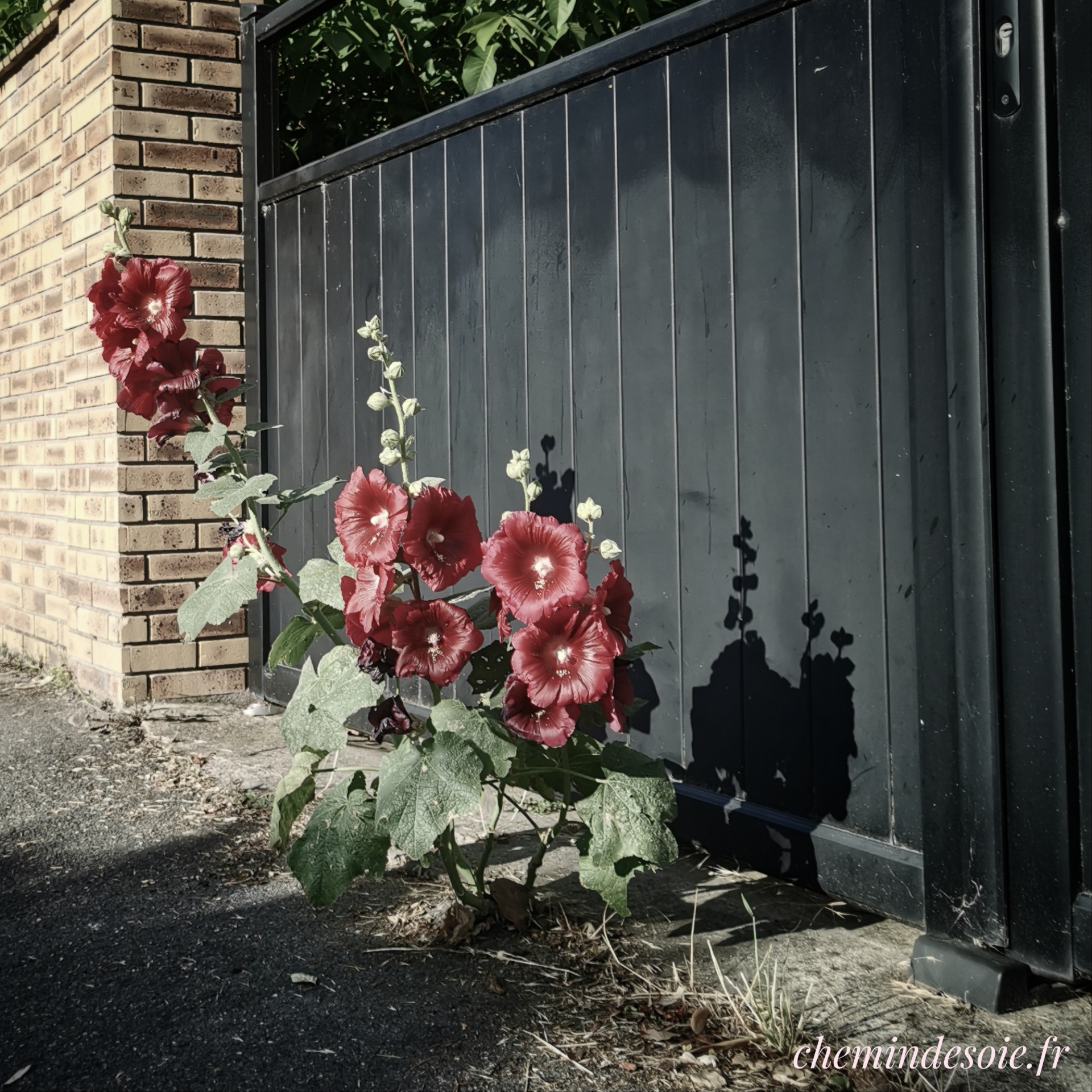 Passage…? – Chemin de soie